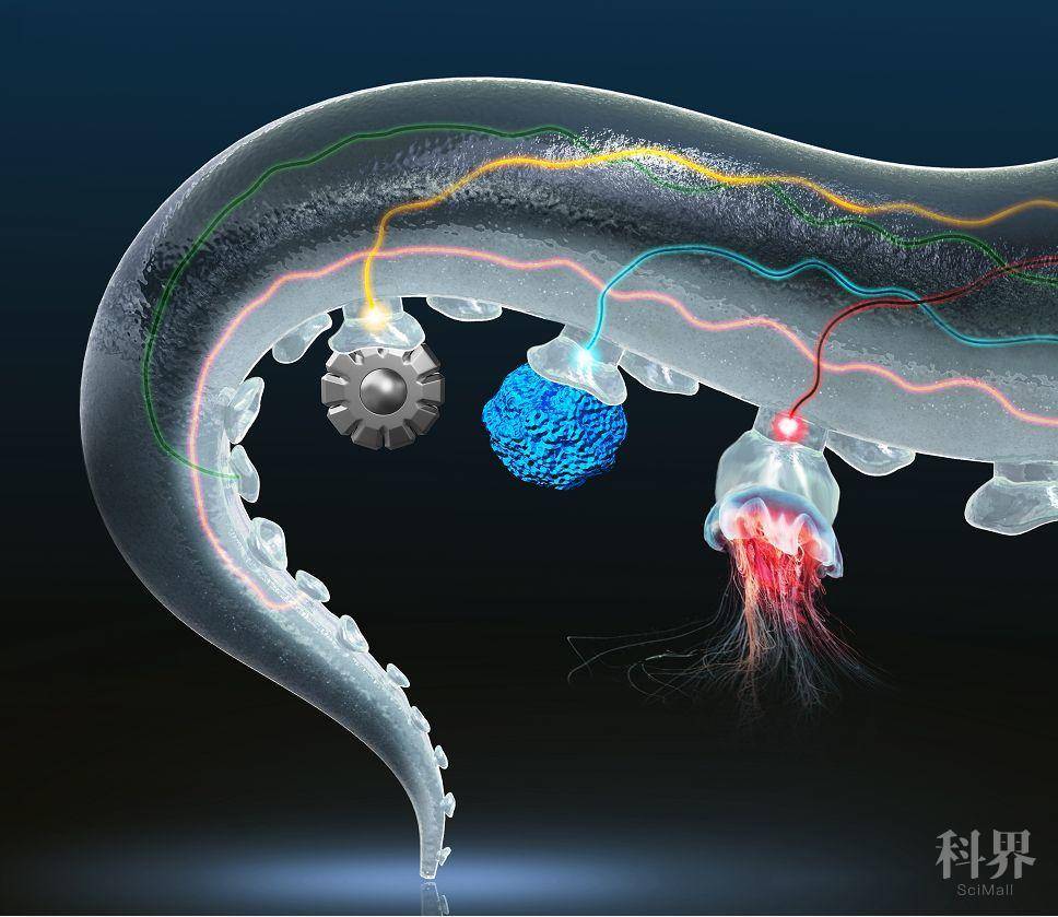 Science子刊智能凝胶软体机器人可实现多级连续变刚度吸附与抓持 学术资讯 科技工作者之家