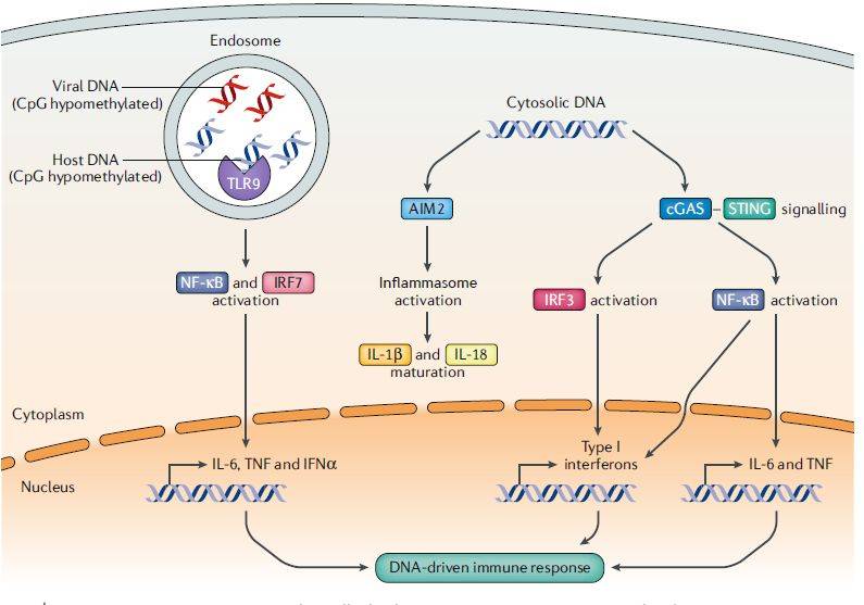 最详细的概括DNA感应机制（cGAS–STING途径）及在临床上的应用 学术资讯 - 科技工作者之家