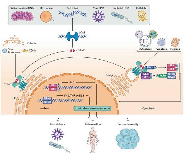 最详细的概括DNA感应机制（cGAS–STING途径）及在临床上的应用 学术资讯 - 科技工作者之家