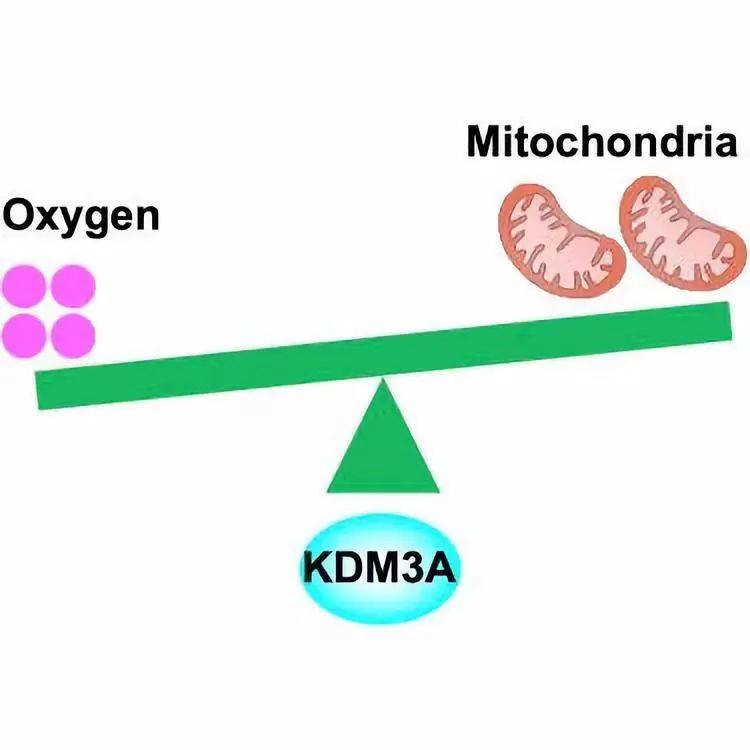 Mol Cell ：吕志民/钱旭团队揭示KDM3A调节线粒体生物发生的分子机制 学术资讯 - 科技工作者之家