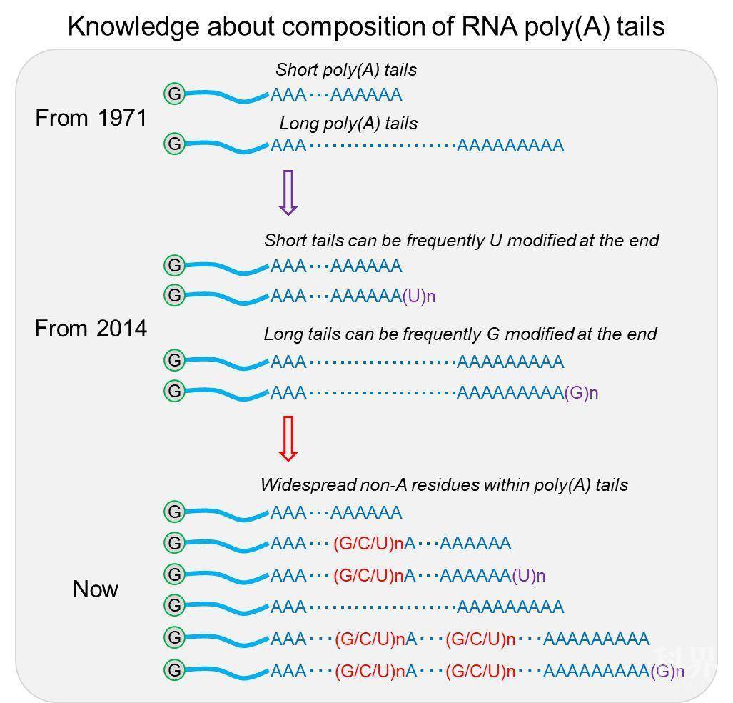 揭示RNA poly(A)尾巴内部广泛存在其他碱基修饰 学术资讯 - 科技工作者之家