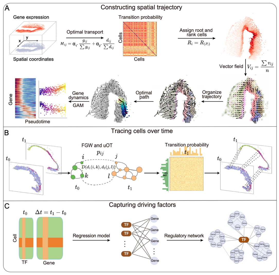 新算法为组织发育和疾病研究提供支撑
