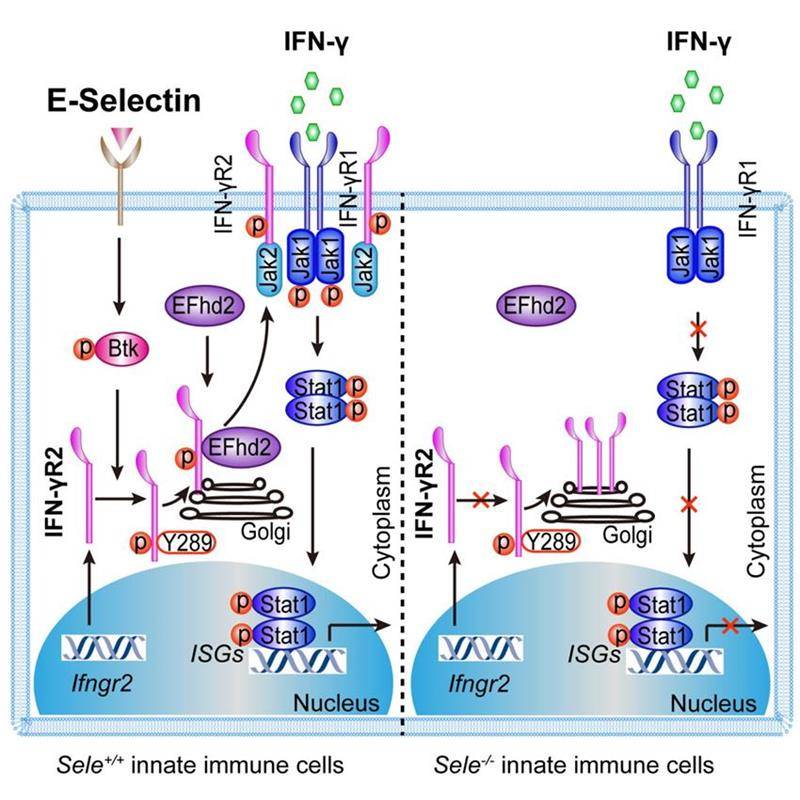 曹雪涛团队《Cell》发文揭示磷酸化修饰介导的IFN-γR2细胞膜转位促进巨噬细胞的活化 学术资讯 - 科技工作者之家
