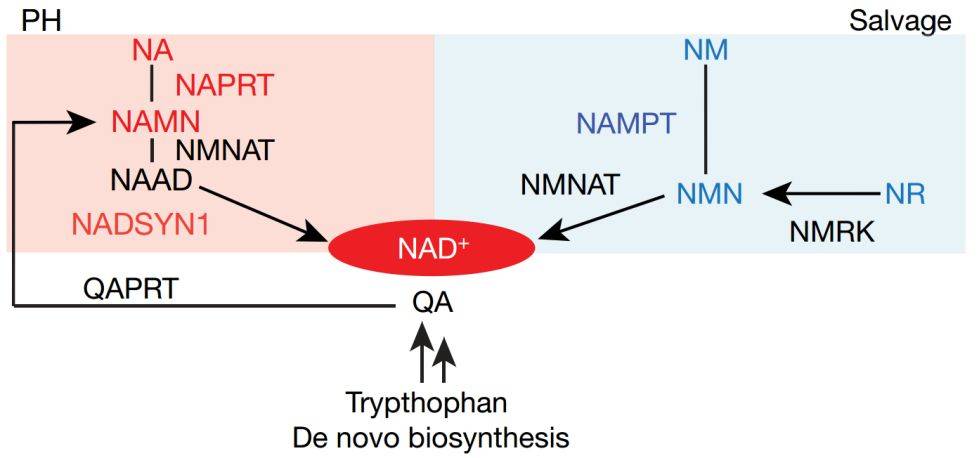 Nature | 靶向NAD代谢——癌症精准治疗新途径 学术资讯 - 科技工作者之家