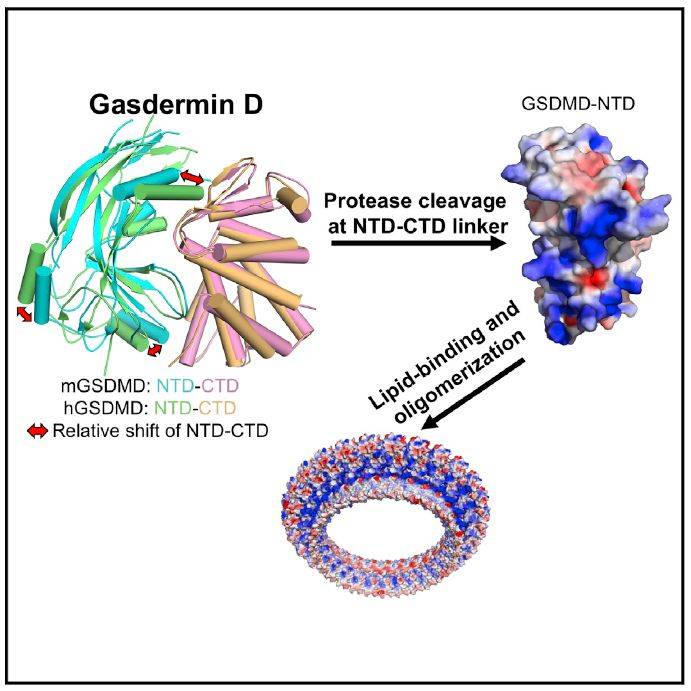 Immunity | 肖灿组揭示GSDMD自抑制的结构基础 学术资讯 - 科技工作者之家