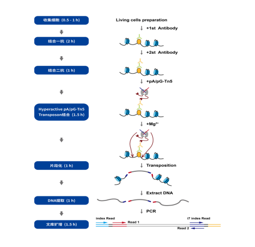 Nat Commu：蛋白质-DNA互作颠覆性技术——CUT&Tag 学术资讯 - 科技工作者之家