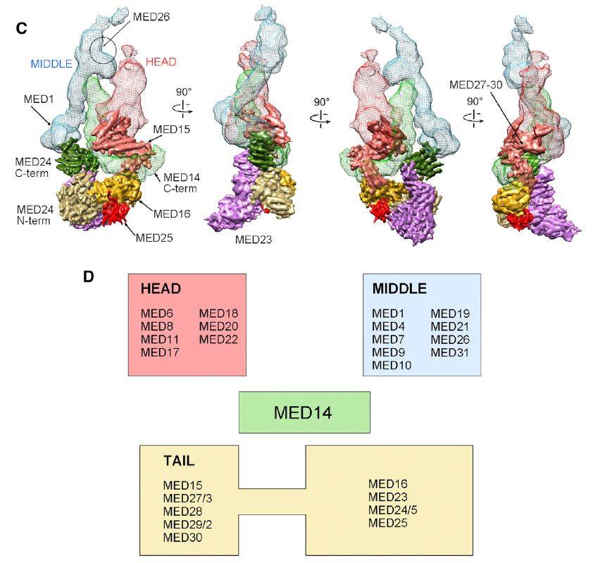 Cell：Mediator发挥功能的新机制 学术资讯 - 科技工作者之家