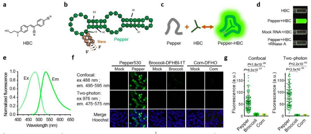 NBT ： 杨弋/朱麟勇团队开发Pepper拟荧光蛋白RNA 学术资讯 - 科技工作者之家