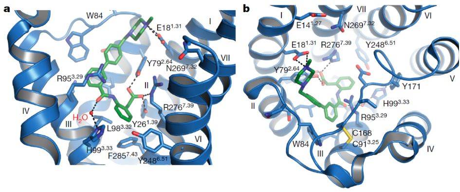 Nature：琥珀酸受体SUCNR1结构揭示其选择性拮抗剂的作用原理 学术资讯 - 科技工作者之家
