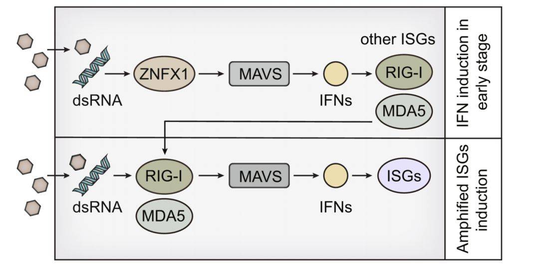 继发表Nature后，徐安龙团队首次发现胞质核酸新型传感器 学术资讯 - 科技工作者之家