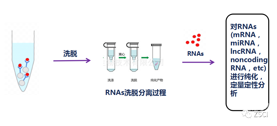 抗体还能沉淀出RNA，没想到吧！（蛋白-RNA）--RIP实验解析 学术资讯 - 科技工作者之家