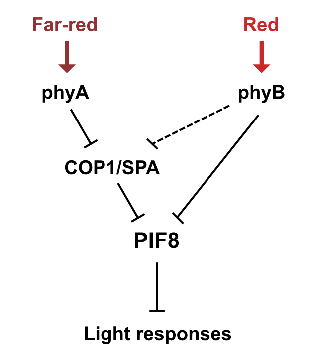 Plant Cell ：PIF8转录因子在光信号途径中的功能被揭示！ 学术资讯 - 科技工作者之家