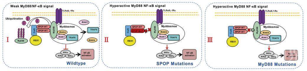 王陈继团队揭示SPOP-MyD88通路基因突变在弥漫性大B细胞淋巴瘤中的作用机制 学术资讯 - 科技工作者之家