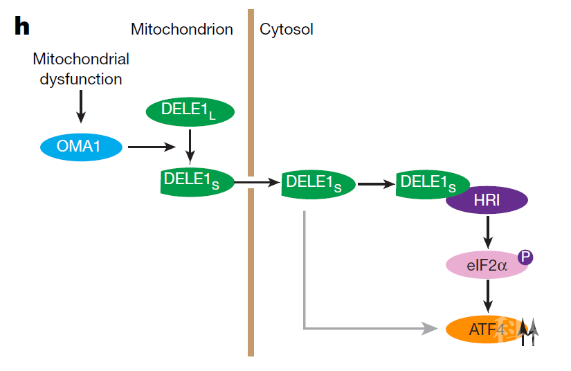 Nature背靠背 ： 郭晓燕等揭示受损线粒体引发整合性应激反应的分子机制 学术资讯 - 科技工作者之家
