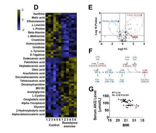 EMBO J ：束刚团队揭示α-酮戊二酸通过OXGR1促进脂肪分解 学术资讯 - 科技工作者之家
