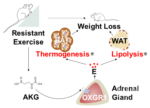 EMBO J ：束刚团队揭示α-酮戊二酸通过OXGR1促进脂肪分解 学术资讯 - 科技工作者之家