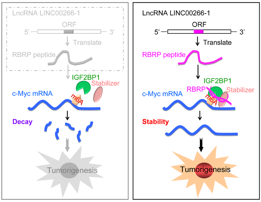 Nat Comm丨晏光荣团队揭示lncRNA编码癌多肽调控RNA m6A修饰识别 学术资讯 - 科技工作者之家