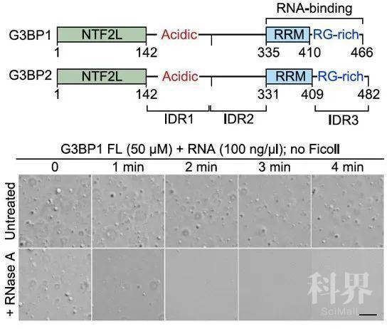 杨培国博士发现G3BP1相变介导核糖核蛋白颗粒的形成 学术资讯 - 科技工作者之家