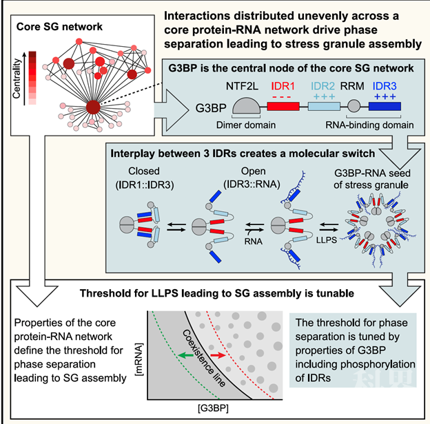 杨培国博士发现G3BP1相变介导核糖核蛋白颗粒的形成 学术资讯 - 科技工作者之家