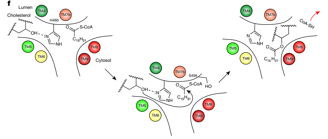 李晓淳团队解析人ACAT1结构 学术资讯 - 科技工作者之家
