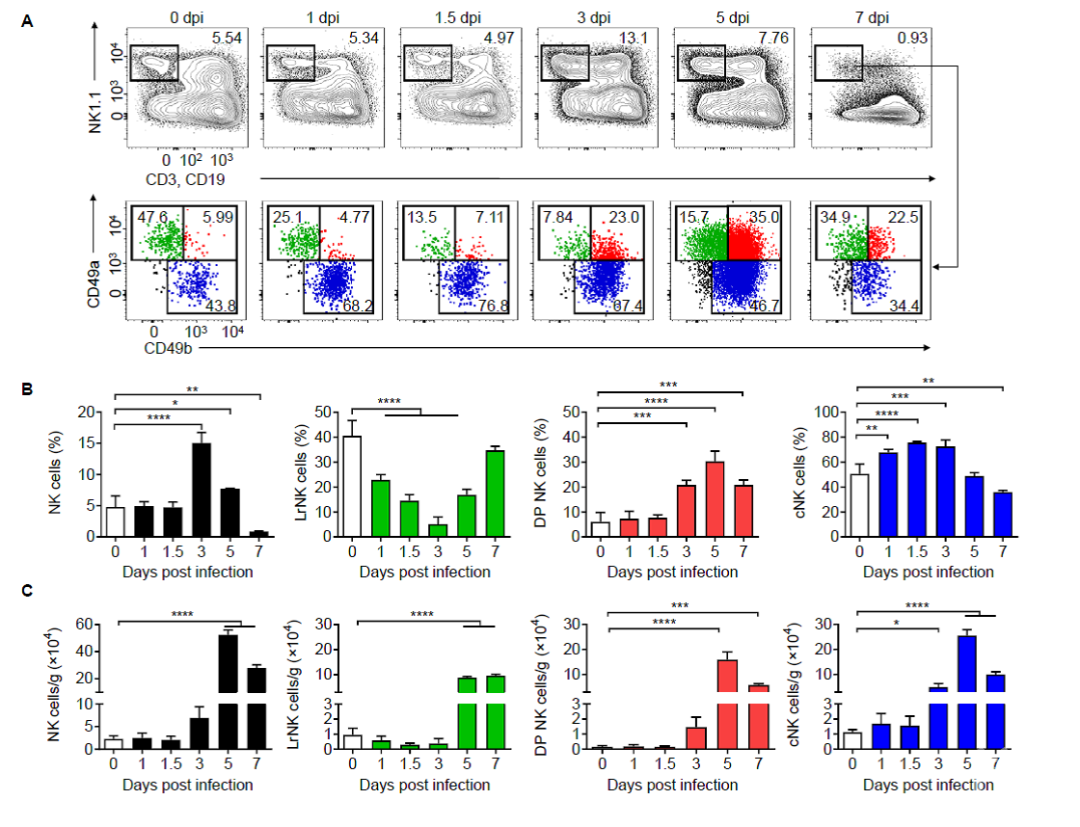 揭示病毒感染诱导的CD49a+ CD49b+ NK细胞新亚群的来源和功能特性 学术资讯 - 科技工作者之家