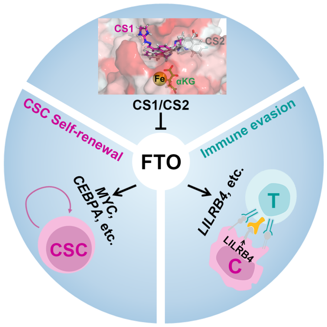 陈建军团队开发新型FTO抑制剂并揭示FTO在白血病干细胞及免疫逃逸中的作用及机制 学术资讯 - 科技工作者之家