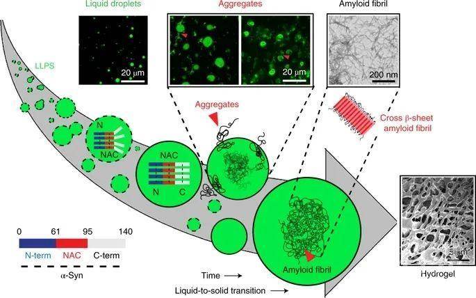 重要! α突触核蛋白通过液-液相分离聚集成核的机制 学术资讯 - 科技工作者之家