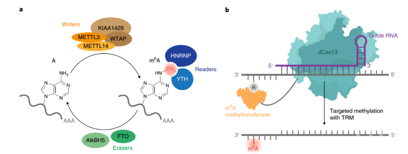 以CRISPR-Cas13为基础的RNA m⁶A精准编辑新工具 学术资讯 - 科技工作者之家