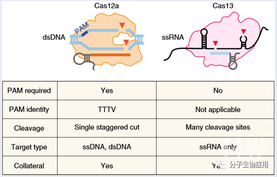 CRISPR-Cas12a可视化快速核酸检测系统 学术资讯 - 科技工作者之家