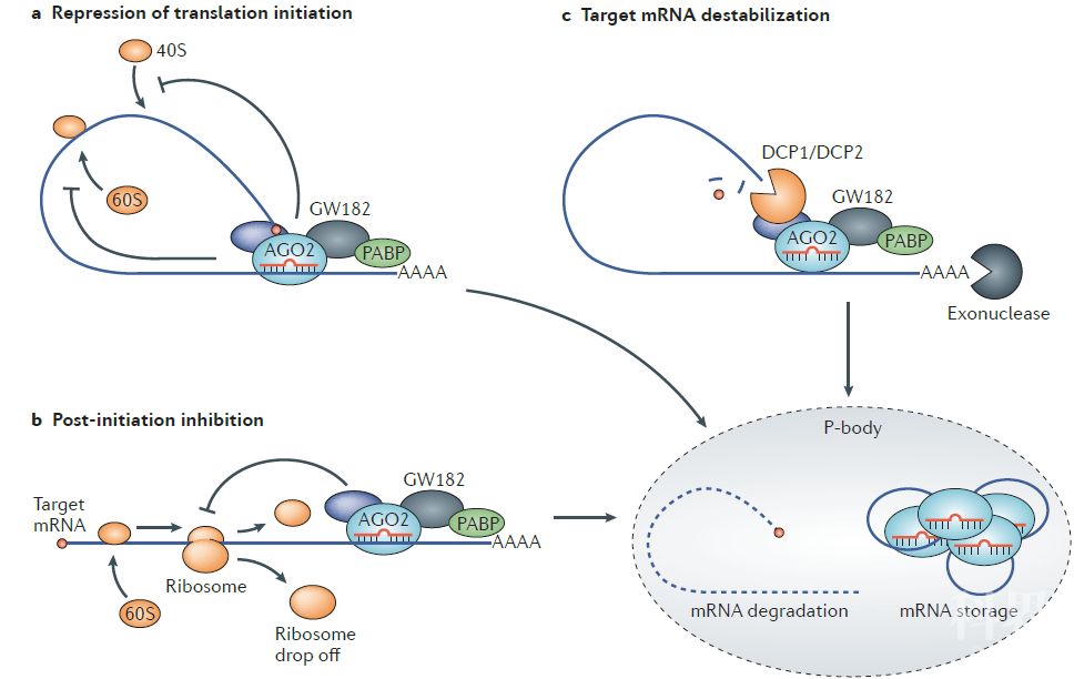 miRNA和tiRNA（tRF）两类小非编码RNA的生物发生和功能 学术资讯 - 科技工作者之家