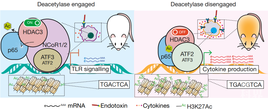 HDAC3的两面性——炎症反应中HDAC3调控基因表达的新机制 学术资讯 - 科技工作者之家