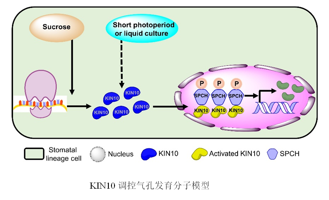 山东大学在植物能量感受器SnRK1的功能研究方面取得重要进展 学术资讯 - 科技工作者之家