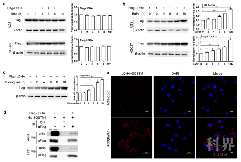 南京医科大学尤强组揭示琥珀酰化修饰在胃癌中的重要调控机制 学术资讯 - 科技工作者之家
