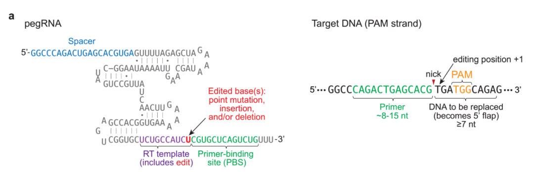 Prime editing向导RNA（pegRNA）效率预测及设计原则 学术资讯 - 科技工作者之家