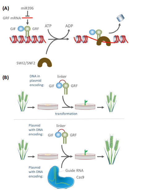 转录因子复合体GRF-GIF促进植物再生、提高转化效率和促进基因编辑的应用 学术资讯 - 科技工作者之家