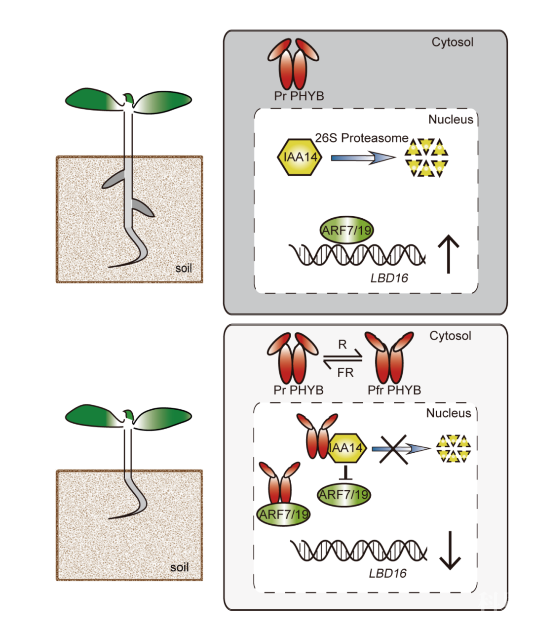 Plant J：中科院植生所晁代印研究组揭示光诱导下胚轴不定根发生的分子机制 学术资讯 - 科技工作者之家