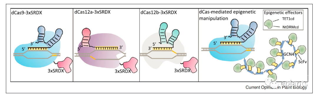 综述CRISPR/ dCas介导的转录激活和抑制以及表观遗传修饰的最新研究进展 学术资讯 - 科技工作者之家