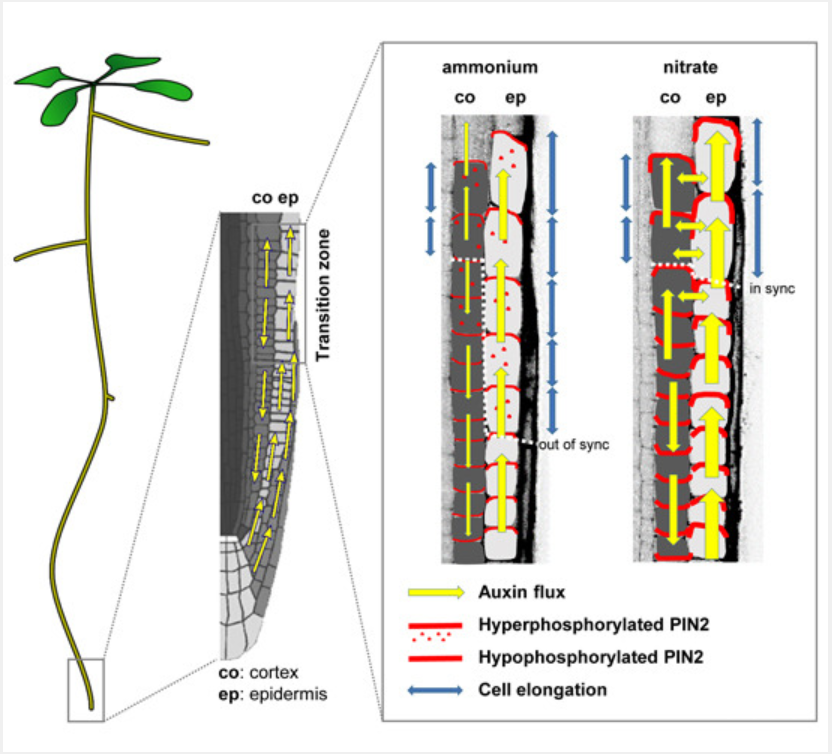生长素运输载体PIN2通过感知不同N源调控植物根的生长 学术资讯 - 科技工作者之家