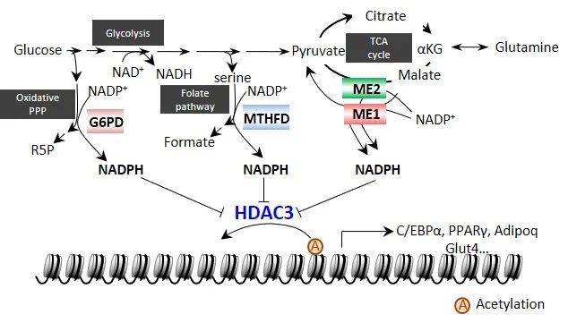 【科技前沿】杜文静/薛毅团队报道NADPH调控表观遗传的的分子机制与功能 学术资讯 - 科技工作者之家