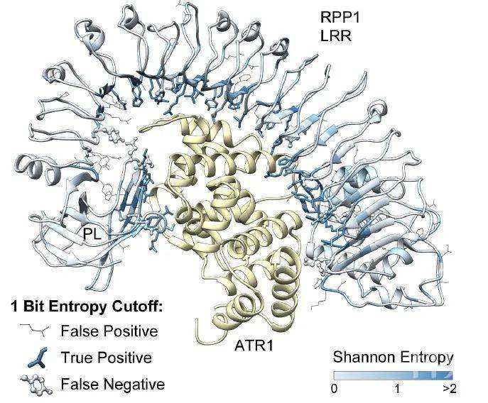 Plant Cell ：高度变化的NLR免疫受体，及其与效应子结合位点的预测 学术资讯 - 科技工作者之家
