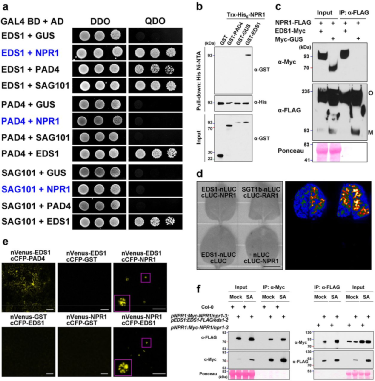 江苏农科院刘凤权团队揭示NPR1-EDS1复合物协同调控植物免疫响应 学术资讯 - 科技工作者之家