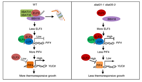 浙江大学刘建祥课题组揭示植物温度传感器ELF3蛋白稳定性调控机制 学术资讯 - 科技工作者之家