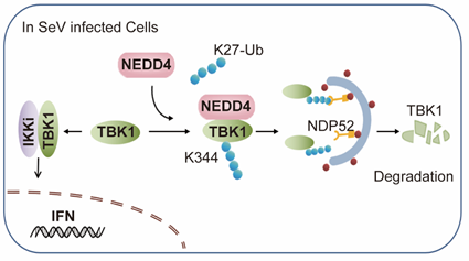 选择性自噬通过降解TBK1维持免疫平衡新机制 学术资讯 - 科技工作者之家