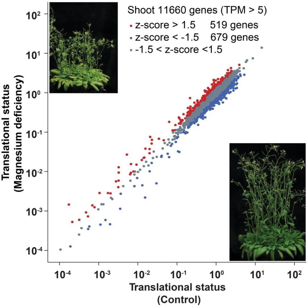 陈利清教授团队用RNA-seq和TRAP-seq相结合的研究方法发现参与拟南芥低镁调控响应的新基因 学术资讯 - 科技工作者之家