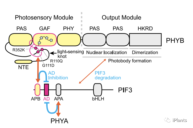 突破！研究发现一种新的 PHYB 信号传导通路 学术资讯 - 科技工作者之家